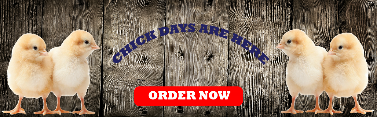 Chick Days - Cardigan Feed Services